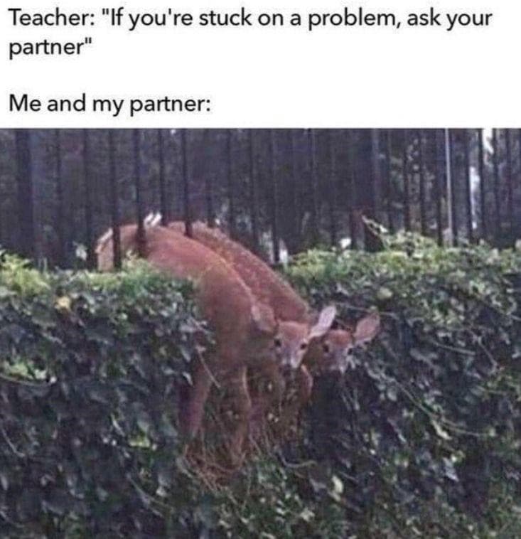 The 28 Funniest Deer Memes, Ranked