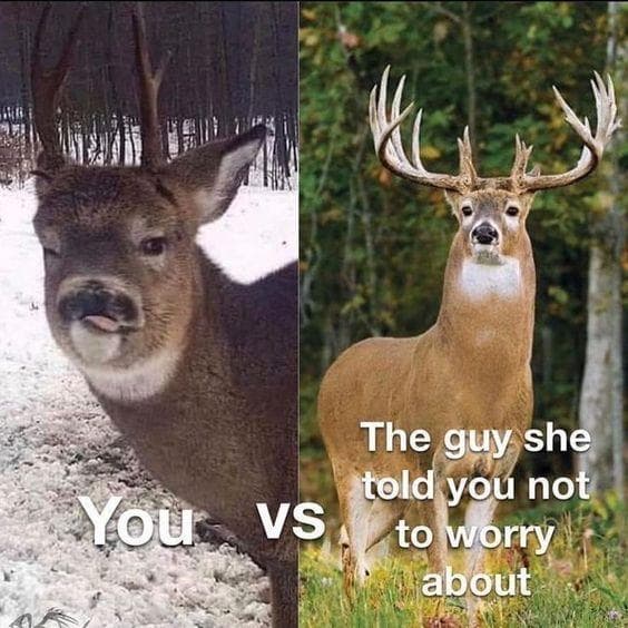 The 28 Funniest Deer Memes, Ranked
