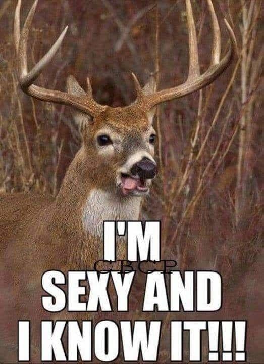 The 28 Funniest Deer Memes, Ranked