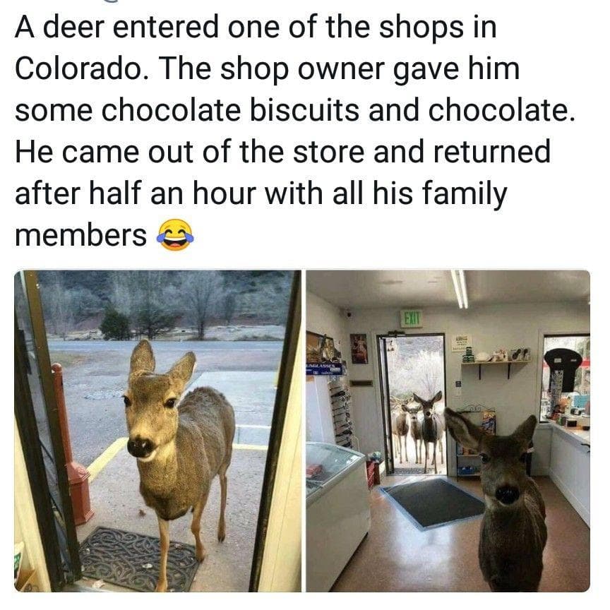 The 28 Funniest Deer Memes, Ranked