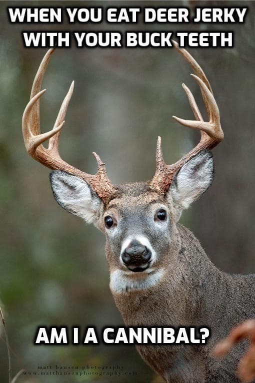 The 28 Funniest Deer Memes, Ranked