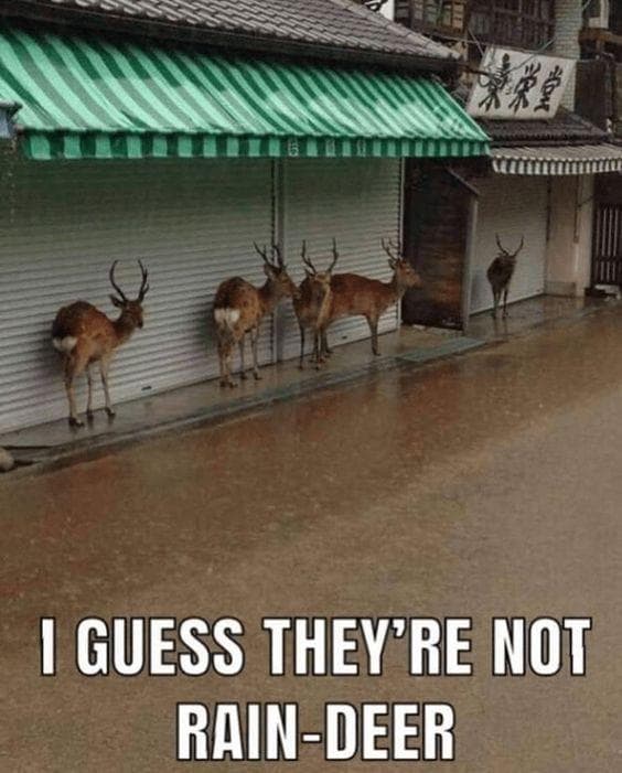 The 28 Funniest Deer Memes, Ranked