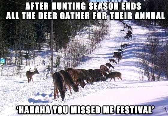 The 28 Funniest Deer Memes, Ranked