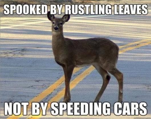 The 28 Funniest Deer Memes, Ranked