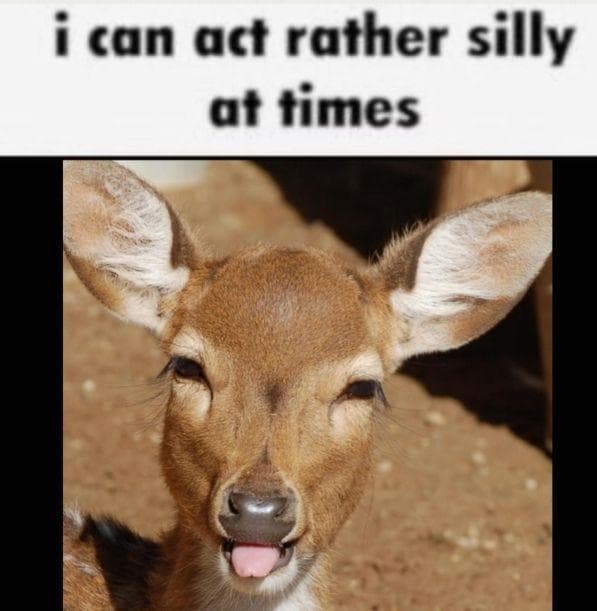 The 28 Funniest Deer Memes, Ranked