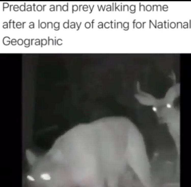 The 28 Funniest Deer Memes, Ranked