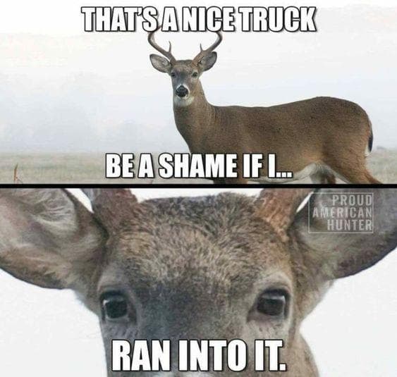 The 28 Funniest Deer Memes, Ranked