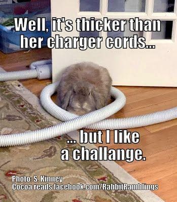 The 29 Funniest Rabbit Memes, Ranked