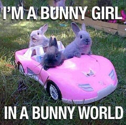 The 29 Funniest Rabbit Memes, Ranked