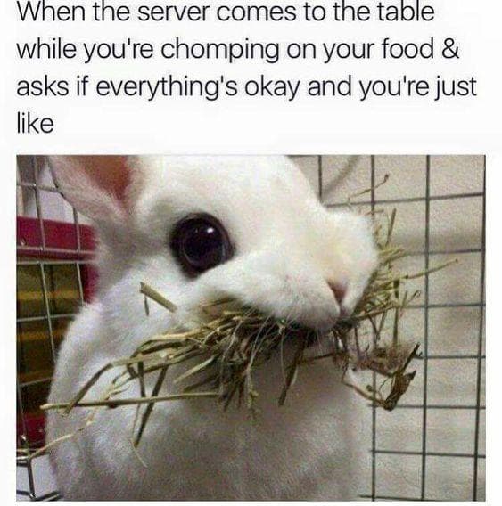 The 29 Funniest Rabbit Memes, Ranked