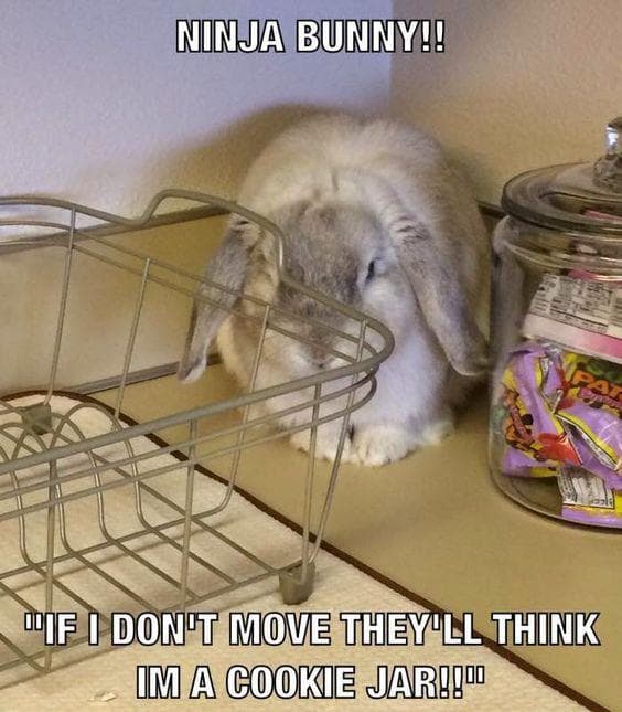 The 29 Funniest Rabbit Memes, Ranked
