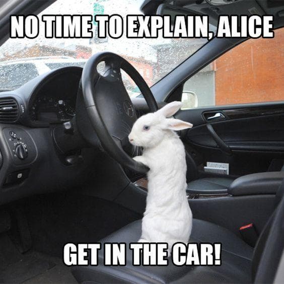 The 29 Funniest Rabbit Memes, Ranked