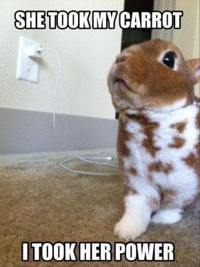 The 29 Funniest Rabbit Memes, Ranked