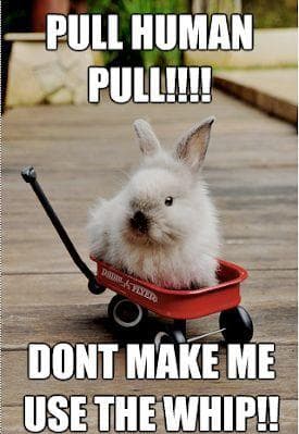 The 29 Funniest Rabbit Memes, Ranked