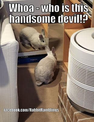 The 29 Funniest Rabbit Memes, Ranked