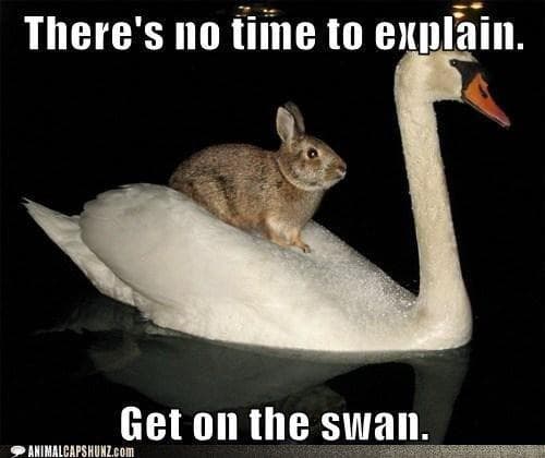 The 29 Funniest Rabbit Memes, Ranked