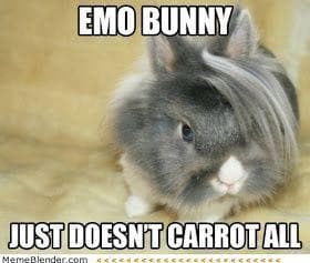 The 29 Funniest Rabbit Memes, Ranked