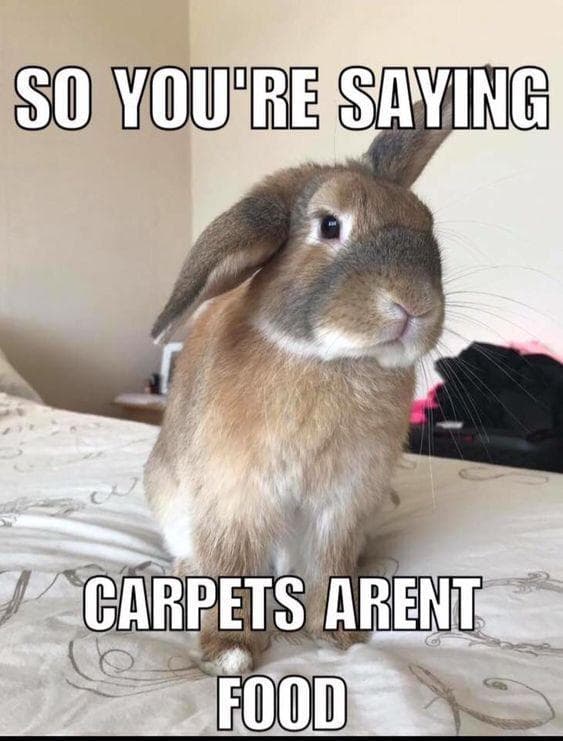 The 29 Funniest Rabbit Memes, Ranked