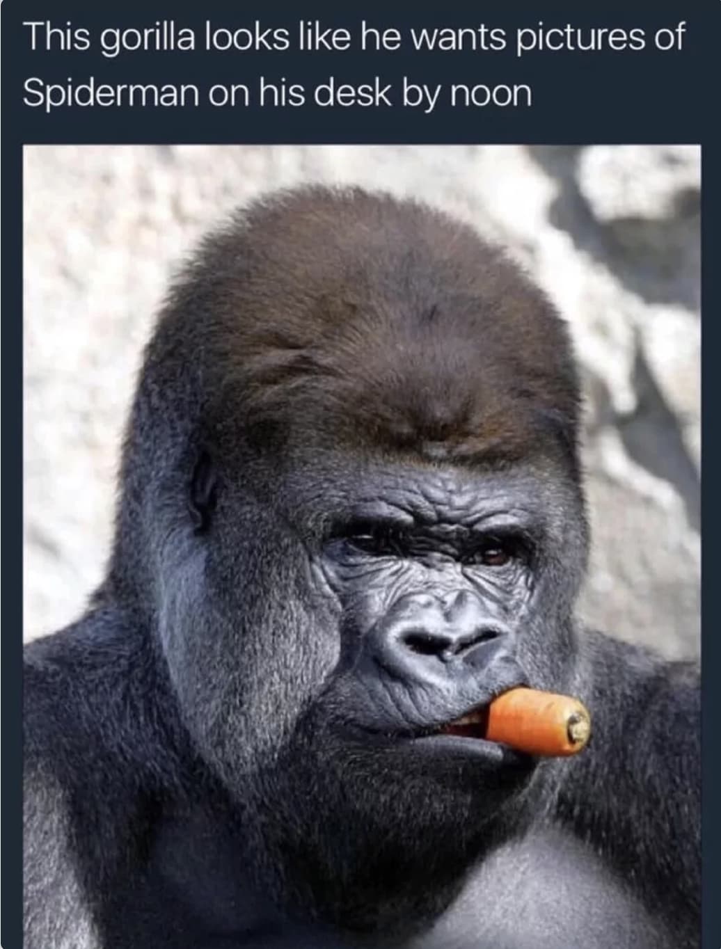 The 22 Funniest Gorilla Memes, Ranked