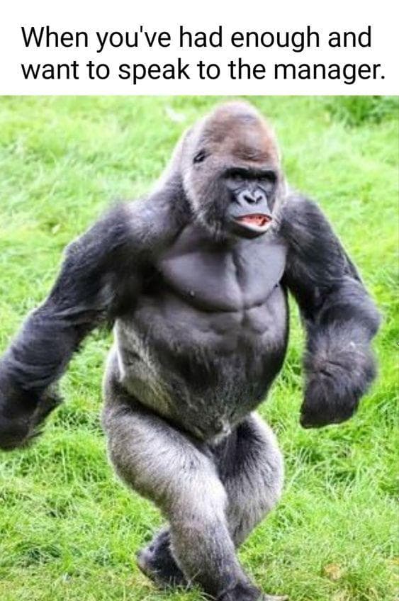 The 22 Funniest Gorilla Memes, Ranked