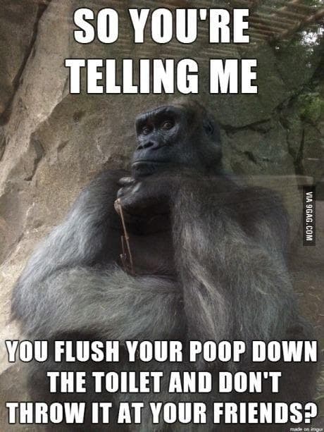 The 22 Funniest Gorilla Memes, Ranked