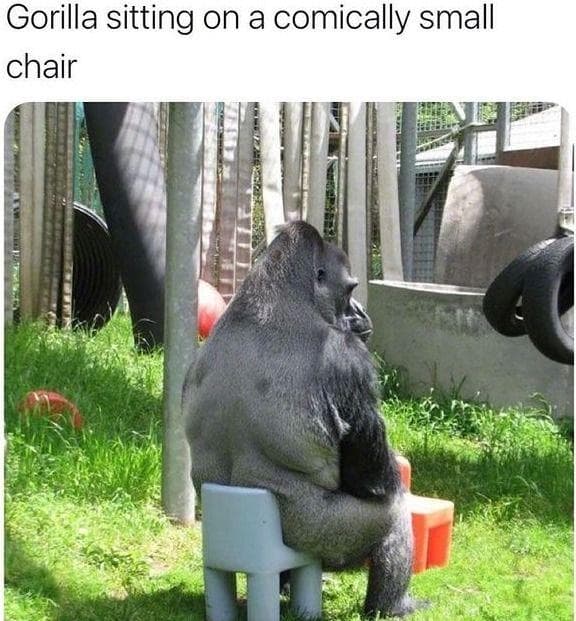 The 22 Funniest Gorilla Memes, Ranked