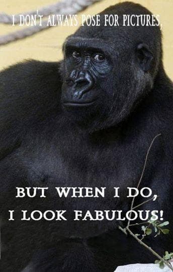 The 22 Funniest Gorilla Memes, Ranked