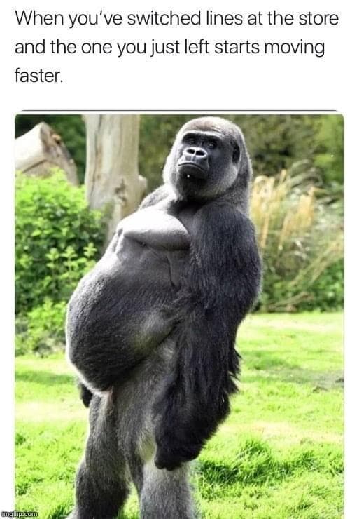 The 22 Funniest Gorilla Memes, Ranked