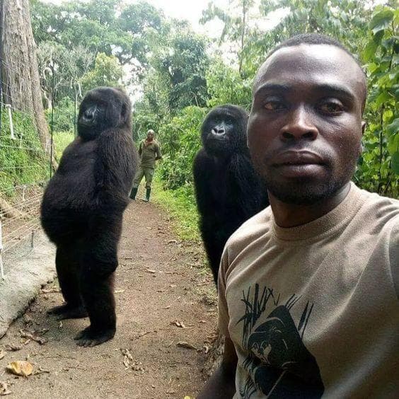 The 22 Funniest Gorilla Memes, Ranked