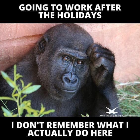 The 22 Funniest Gorilla Memes, Ranked