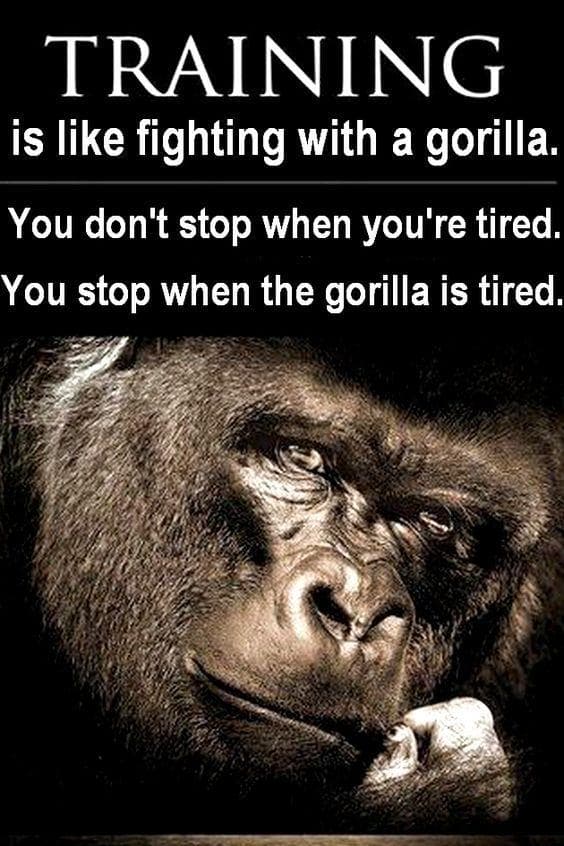 The 22 Funniest Gorilla Memes, Ranked