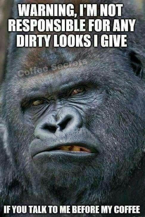 The 22 Funniest Gorilla Memes, Ranked