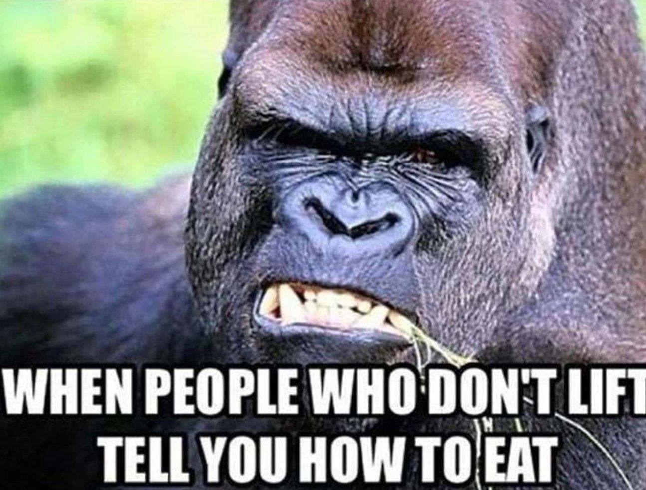 The 22 Funniest Gorilla Memes, Ranked
