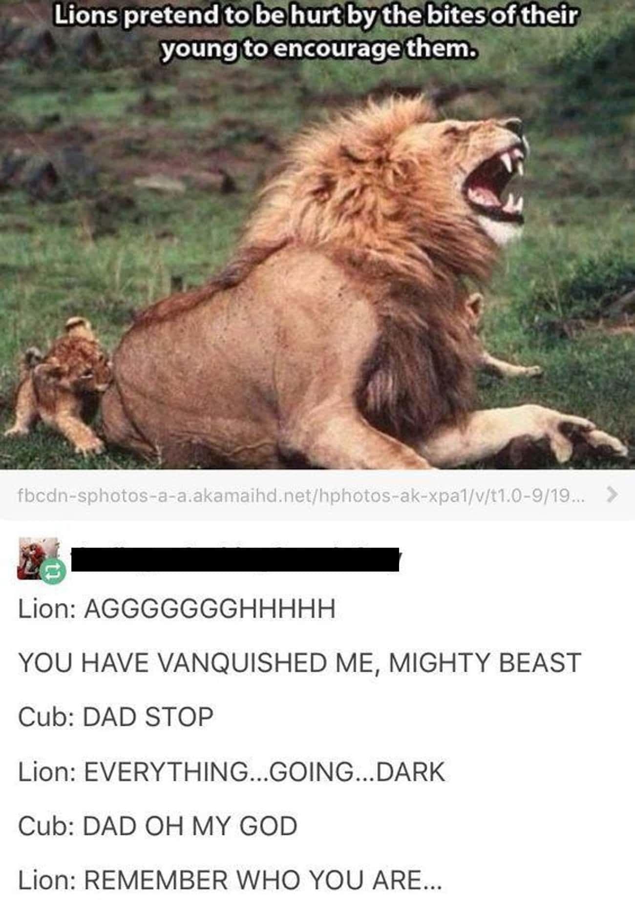 The 28 Funniest Lion Memes That Have People Roaring