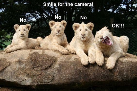 The 28 Funniest Lion Memes That Have People Roaring