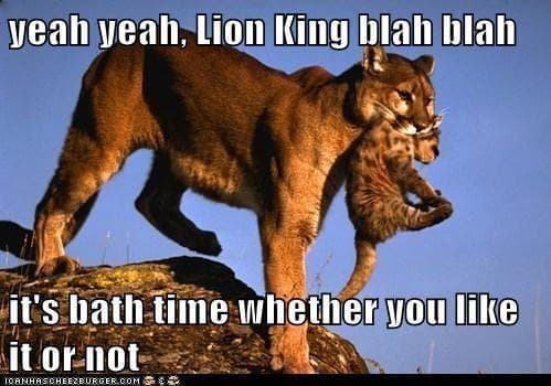 The 28 Funniest Lion Memes That Have People Roaring