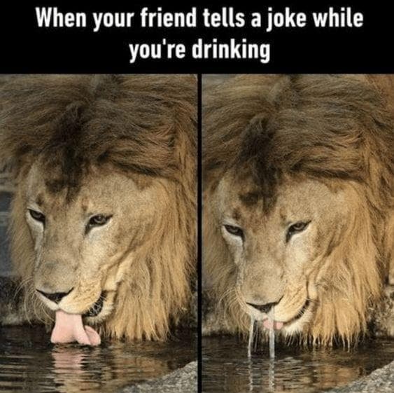 The 28 Funniest Lion Memes That Have People Roaring
