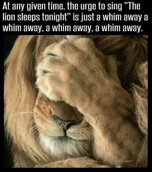The 28 Funniest Lion Memes That Have People Roaring