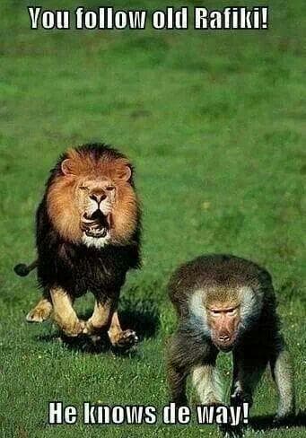 The 28 Funniest Lion Memes That Have People Roaring