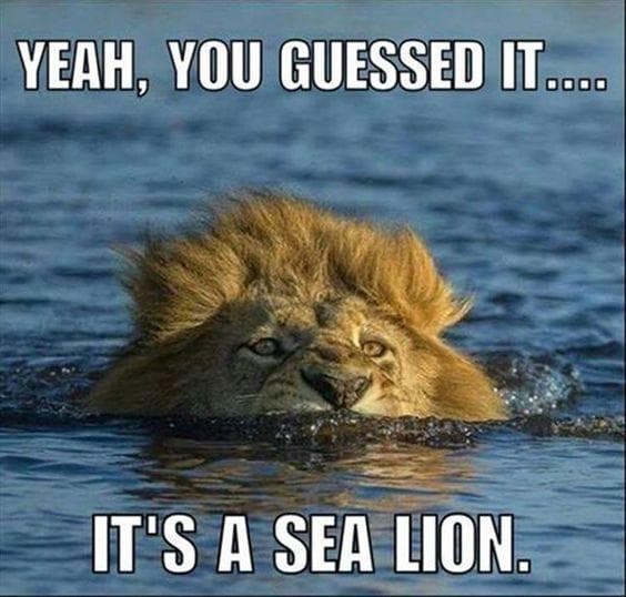 The 28 Funniest Lion Memes That Have People Roaring
