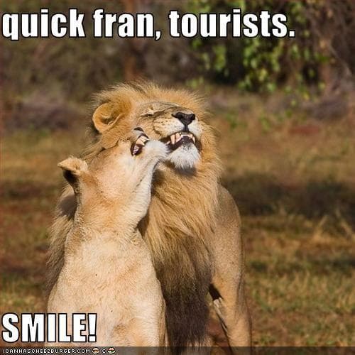 The 28 Funniest Lion Memes That Have People Roaring
