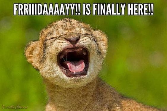 The 28 Funniest Lion Memes That Have People Roaring