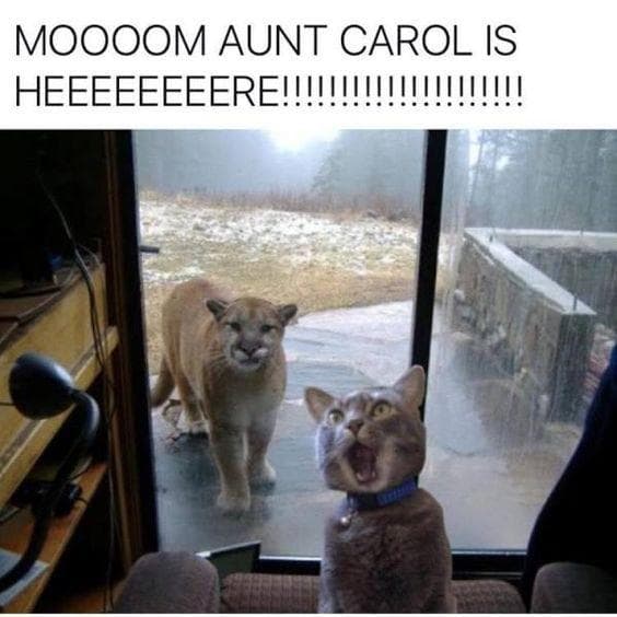 The 28 Funniest Lion Memes That Have People Roaring