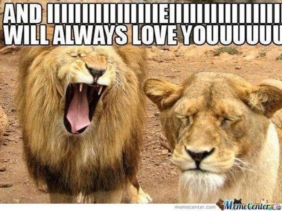 The 28 Funniest Lion Memes That Have People Roaring