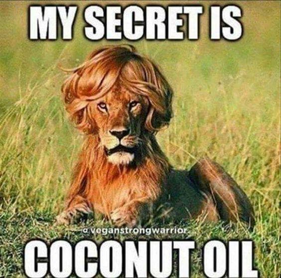 The 28 Funniest Lion Memes That Have People Roaring