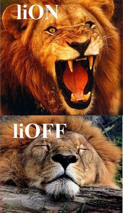 The 28 Funniest Lion Memes That Have People Roaring