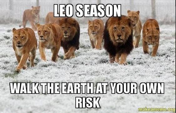 The 28 Funniest Lion Memes That Have People Roaring