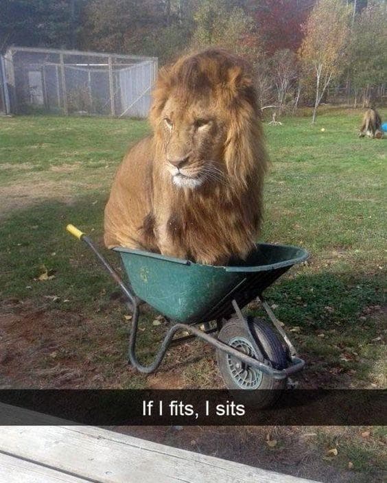 The 28 Funniest Lion Memes That Have People Roaring