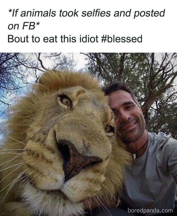 The 28 Funniest Lion Memes That Have People Roaring