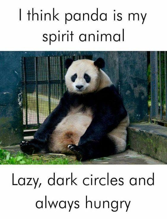 The 29 Funniest Panda Memes About Nature's Clumsiest Animal